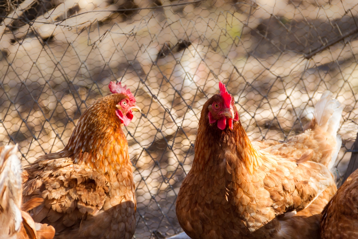 8 Fall Chicken Coop Preparations You Shouldn’t Skip